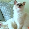Your Ragdoll Cat: Tips, Advice and Simple Ways to a Long, Healthy Life