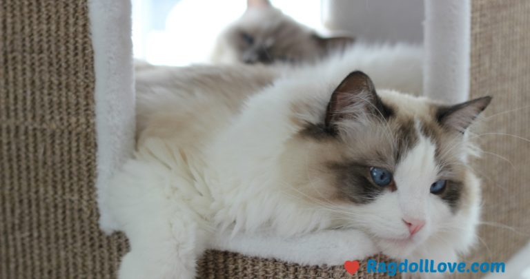 Ragdoll Cat Facts - 12 Things You Probably Didn't Know About Ragdolls