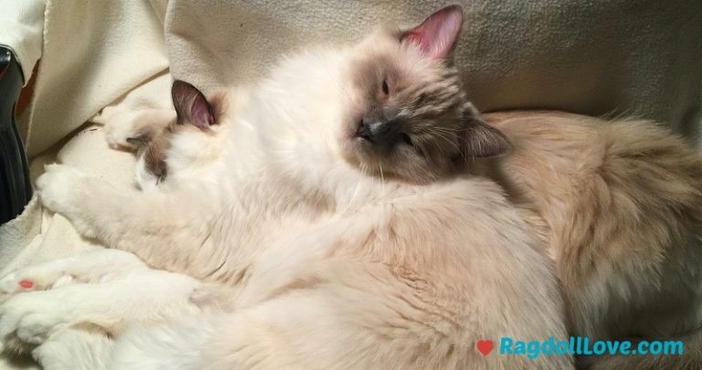 10 Ragdoll Cat Characteristics To Make You Fall Head Over Heels In Love